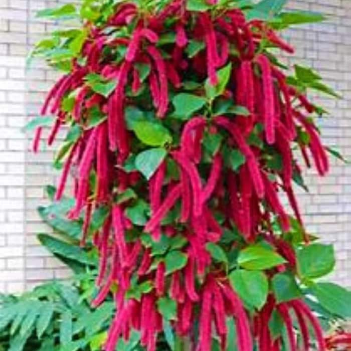 Giant Chenille Acalypha Hispida Small Rooted Starter Plant Attracts ...