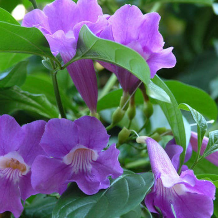 Saritaea Magnifica Glow Vine Rooted Starter Plant Extremely Rare Plant