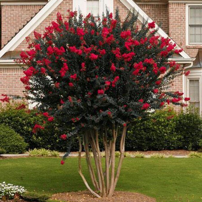Ruby Thunderstruck Crepe Crape Myrtle Starter Lagerstroemia Well Rooted ...