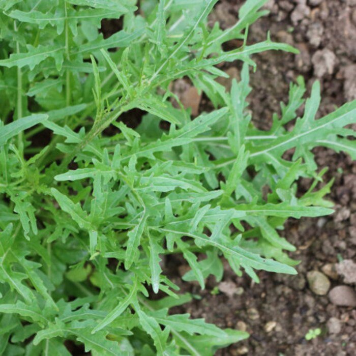 Arugula Seeds
