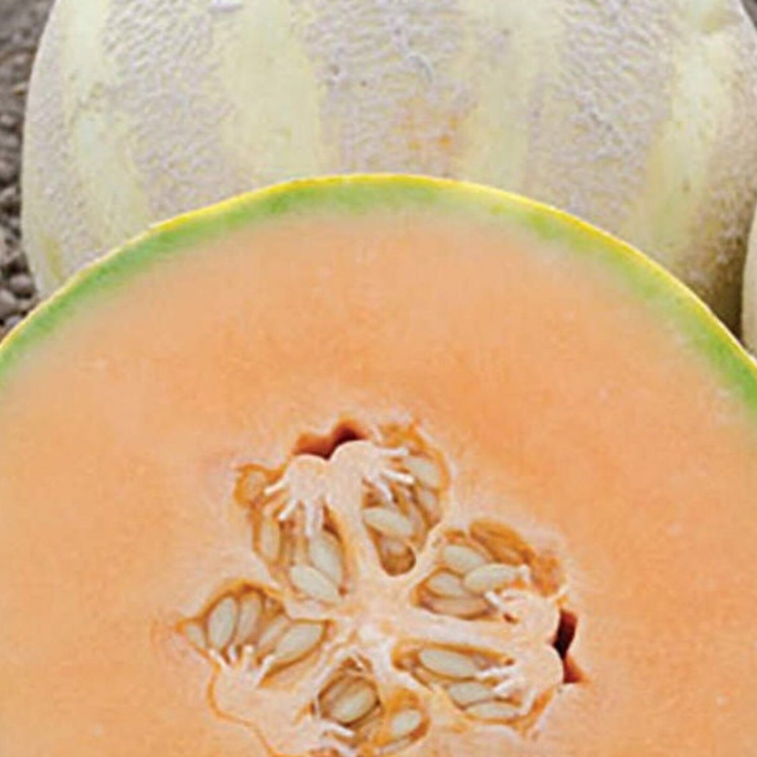 10 French Melon Oui Hybris Seeds