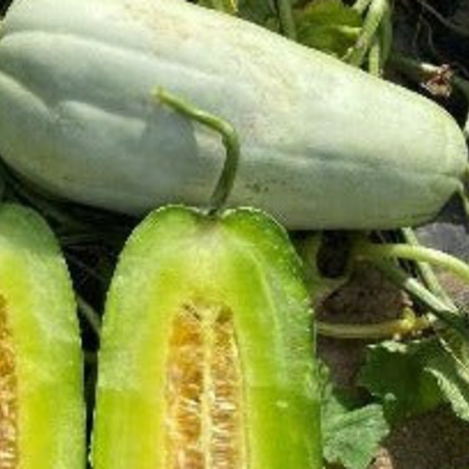 50 Chinese Melon Yin Mibao Seeds