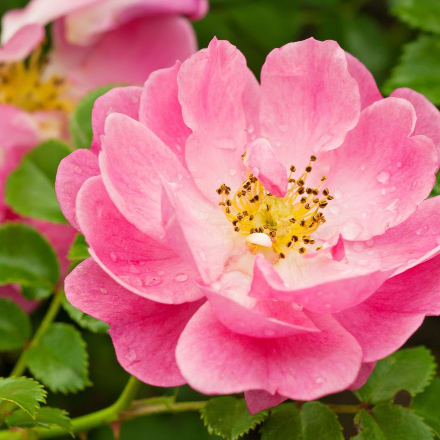 50 Early Wild Rose Seeds