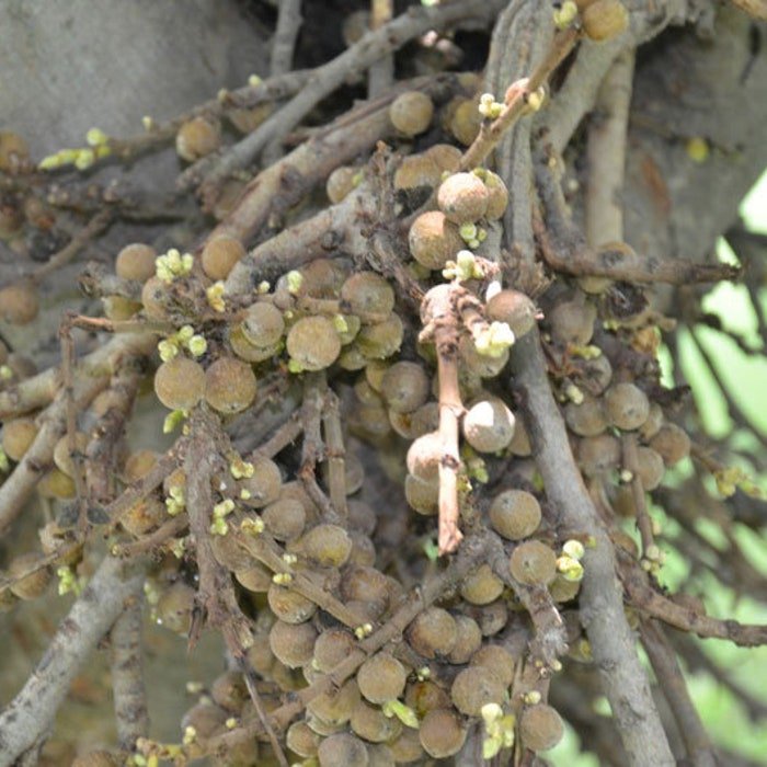 Ficus Semicordata Drooping Fig 200 Seeds