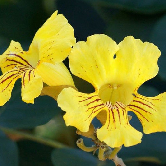 Markhamia Lutea Nile Trumpet & Tulip Siala Tree 20 Seeds