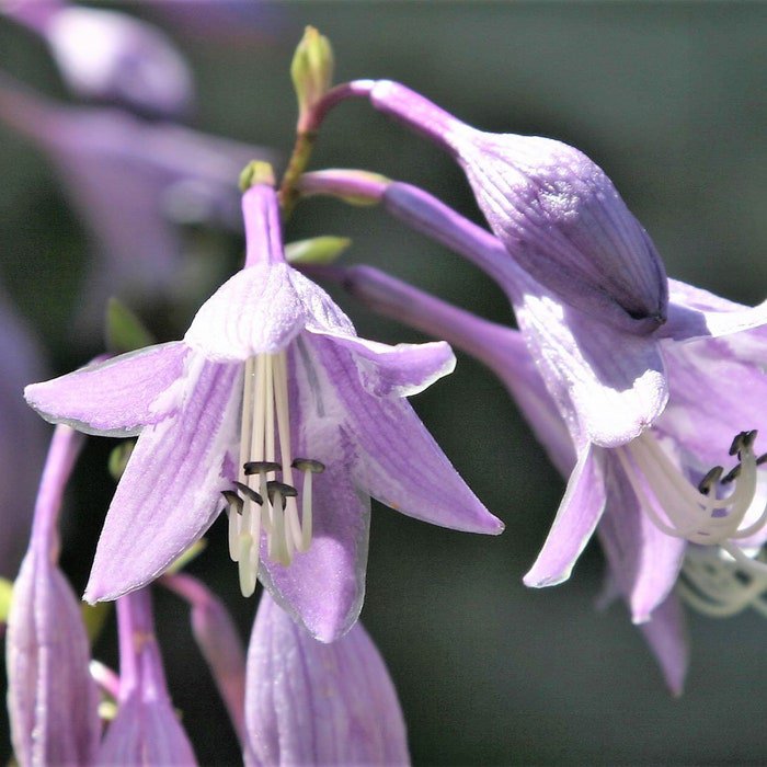 Hosta Longipes Funkia Plantain Lily Rock Hosta Iwa Giboshi 10 Seeds