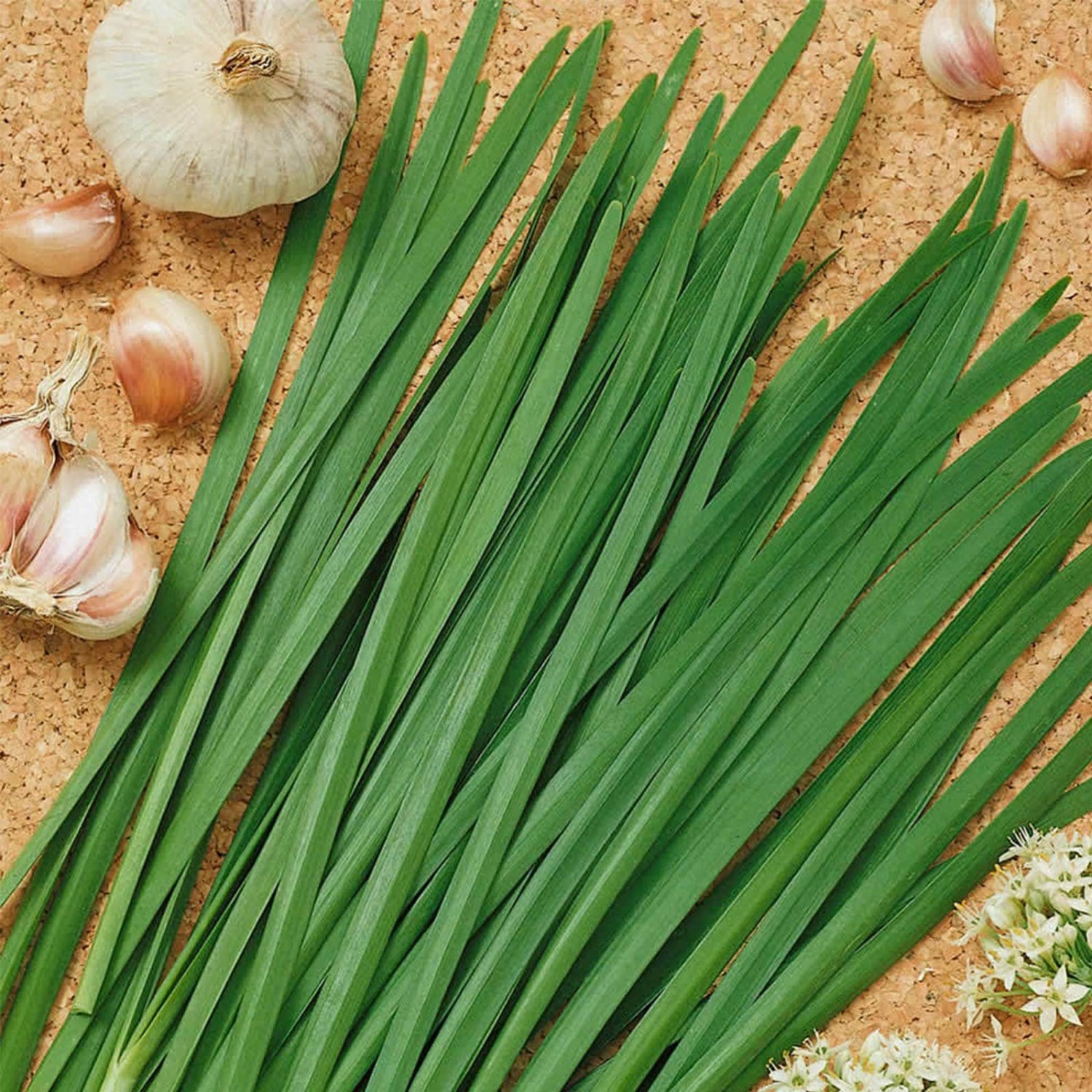Garlic Chives Seed Aka Chinese Leeks Herb Seeds Culinary & Herbs Container
