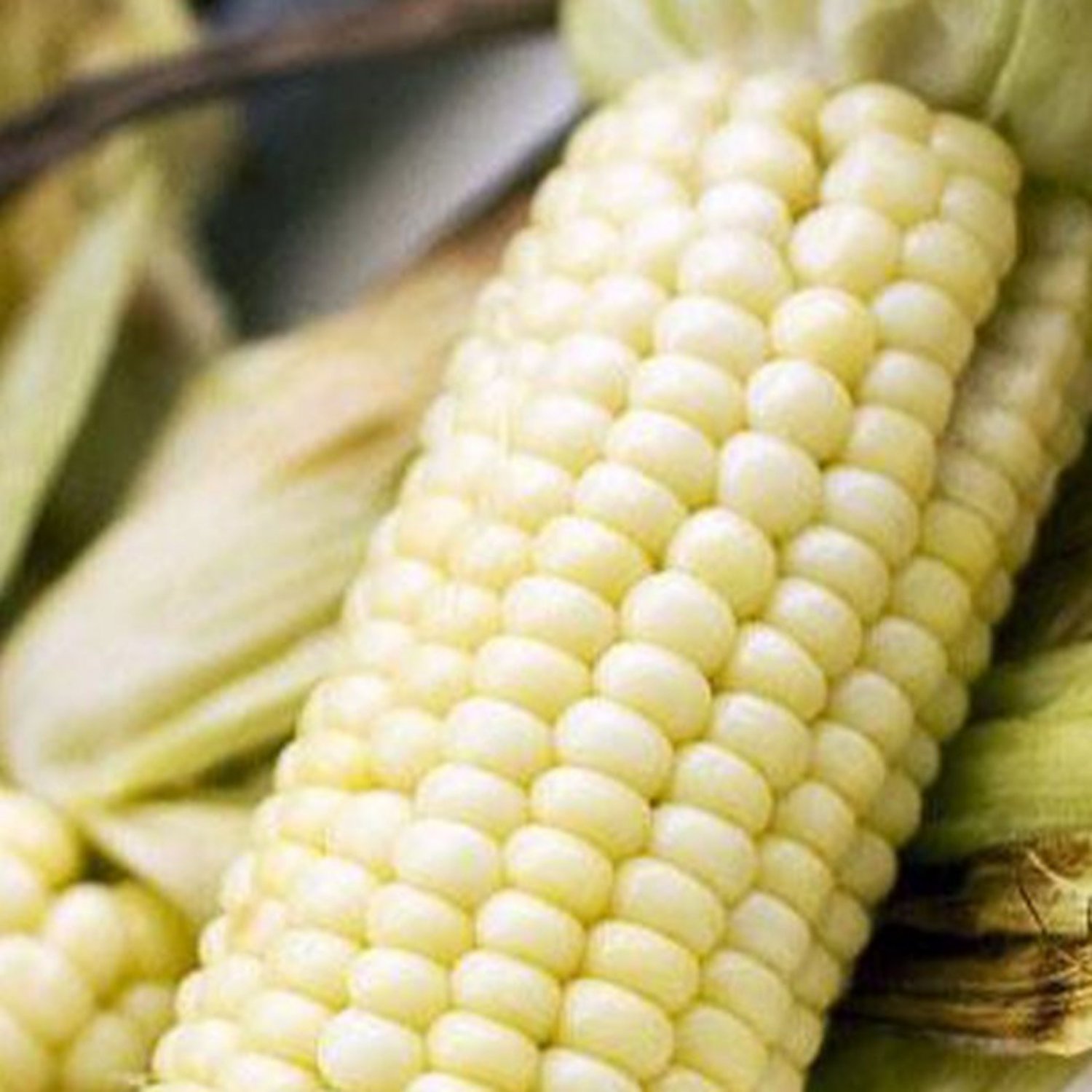 Stowells Evergreen Sweet Corn Seeds King Of All White Sweet Corn ...