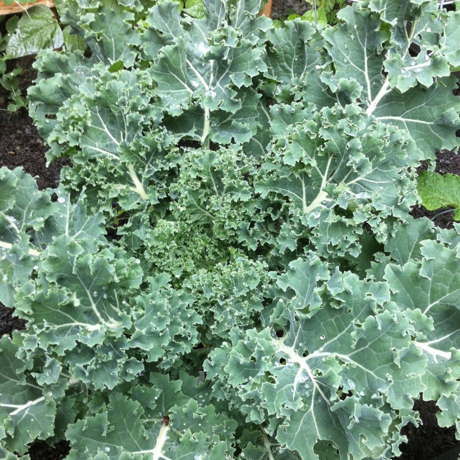 Kale Blue Cur Scotch Seeds Vegetable Gardening