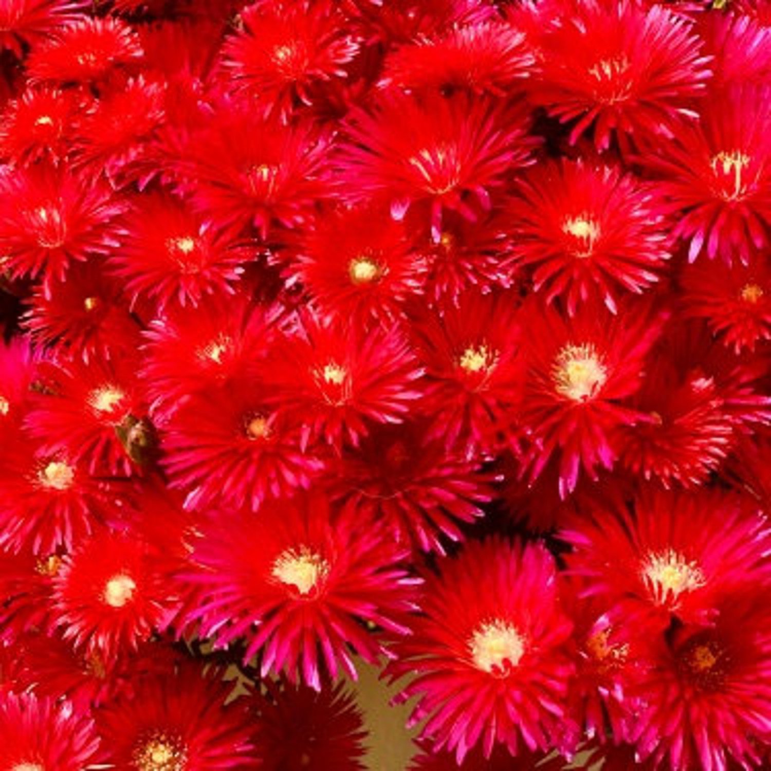 Ice Plant Gelato Bright Red Dorotheanthus Bellidiformia 100 Flower Seeds