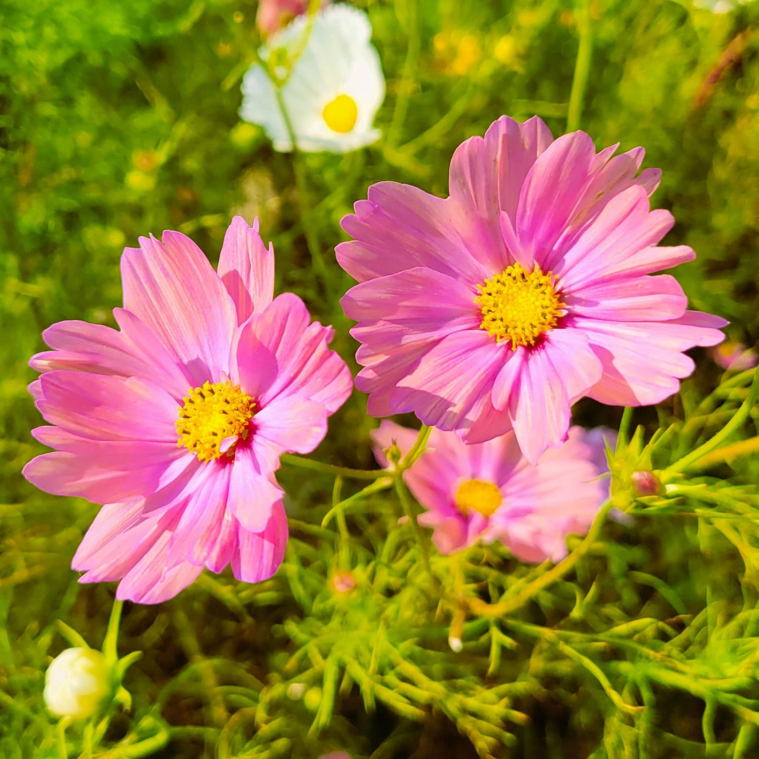 Cosmos Apricotta Cosmos Bipinnatus 20 Flower Seeds