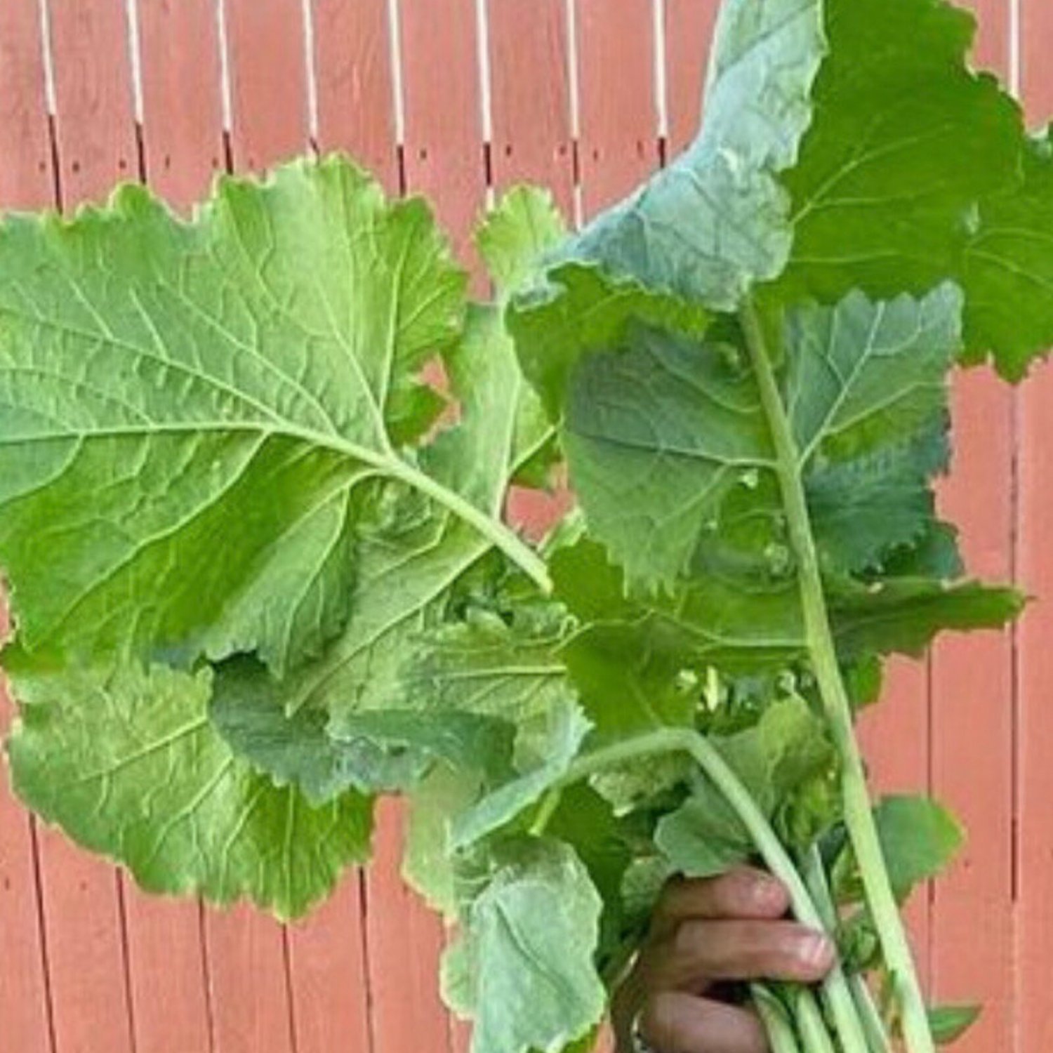 Seven Top Turnip Green Seeds