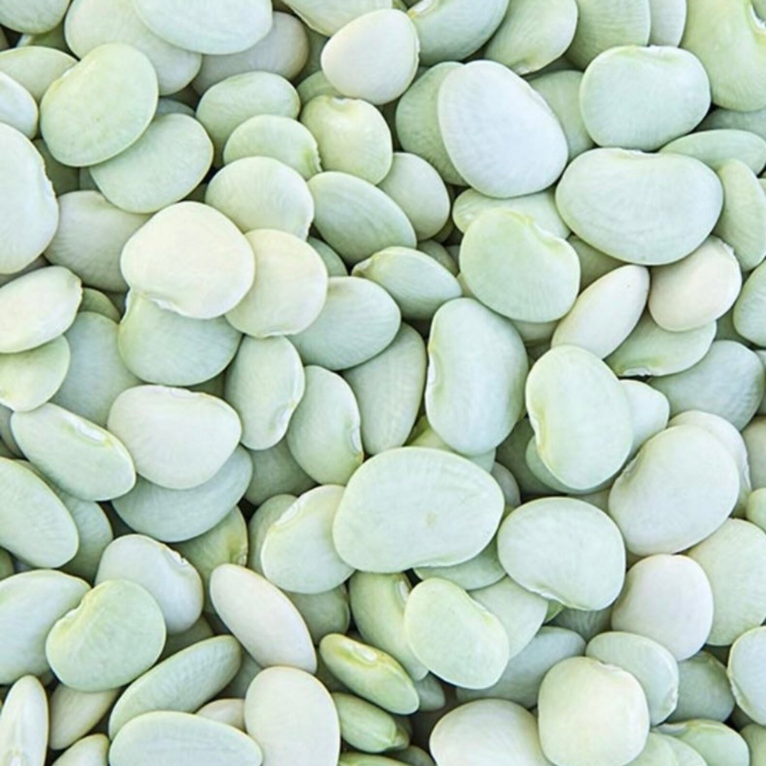 Fordhook Bush Lima Seeds