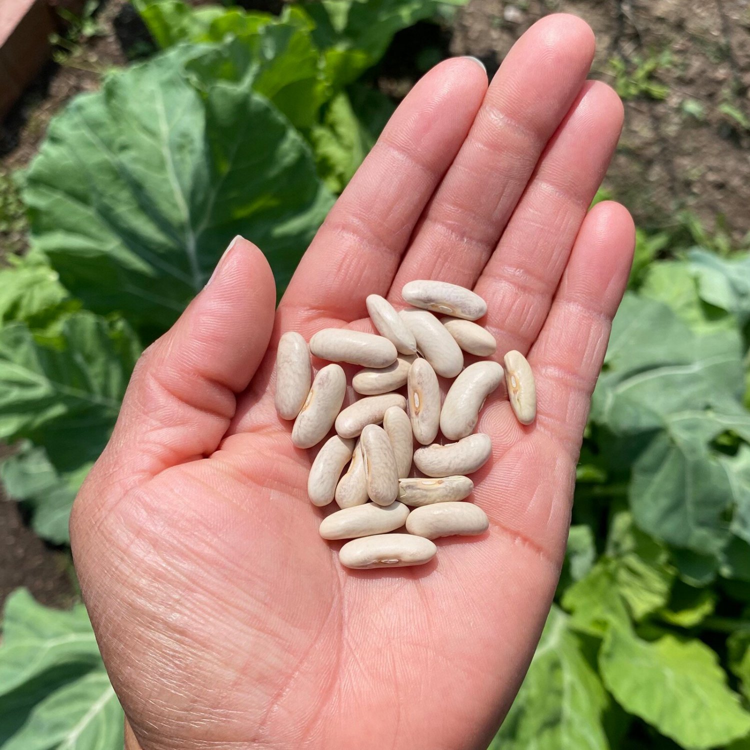 Contender Bush Bean Seeds