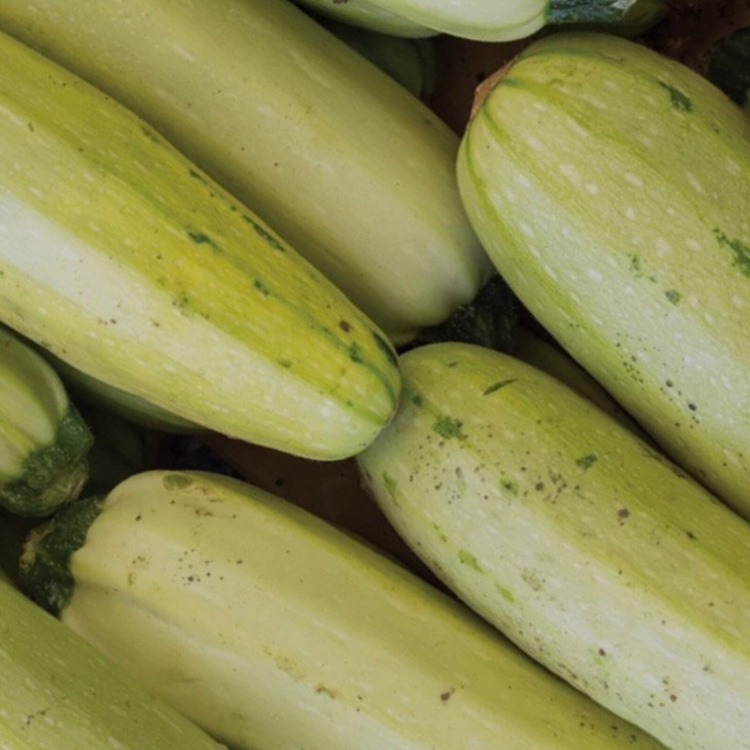 Trieste White Summer Squash Seeds