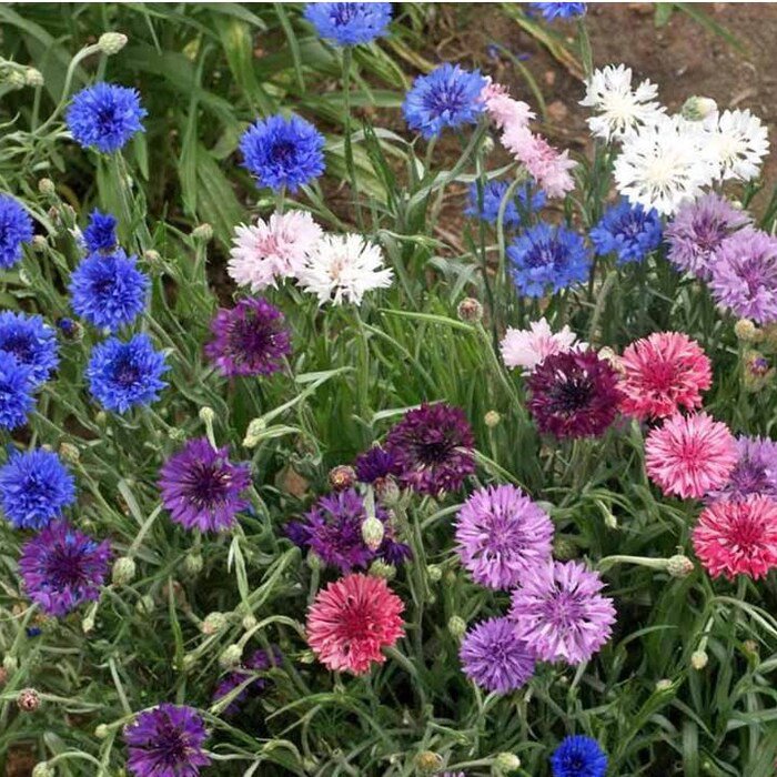 Dwarf Bachelor Button Wildflower Seed Mix Centaurea St20