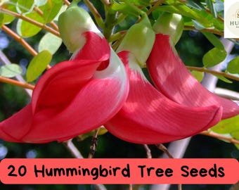 20 Hummingbird Tree Seeds (Sesbania grandiflora) | Fast-Growing ...
