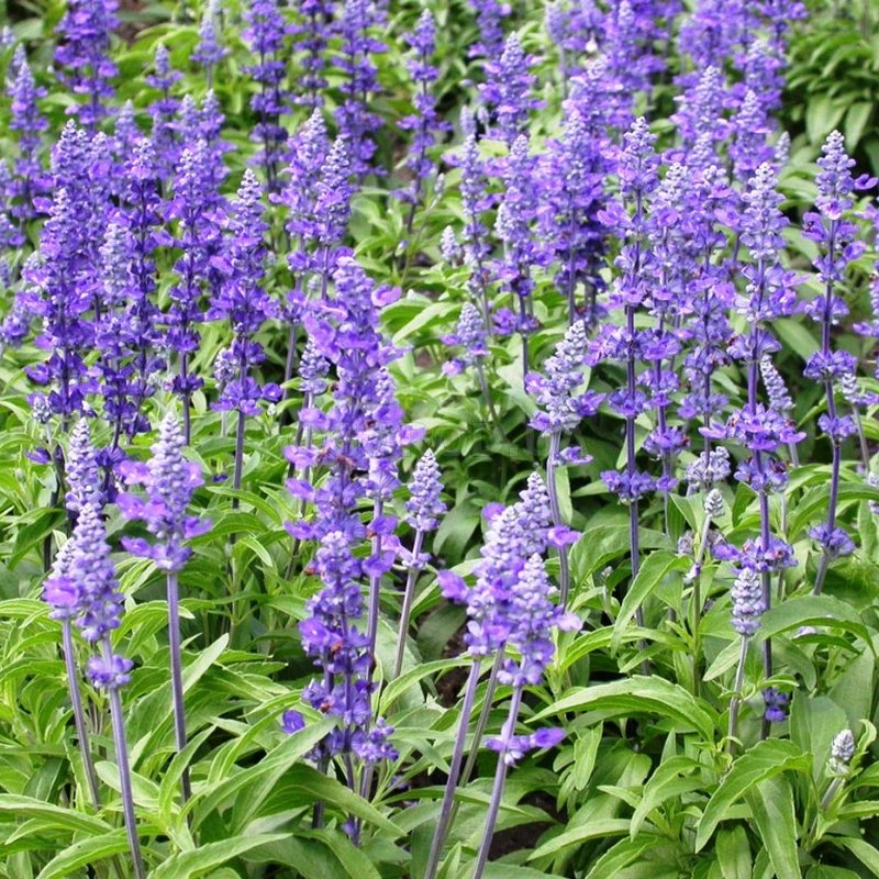 1000 Chia organic,Salvia Hispanica seeds,Medicinal Herb,Chia Salvia ...