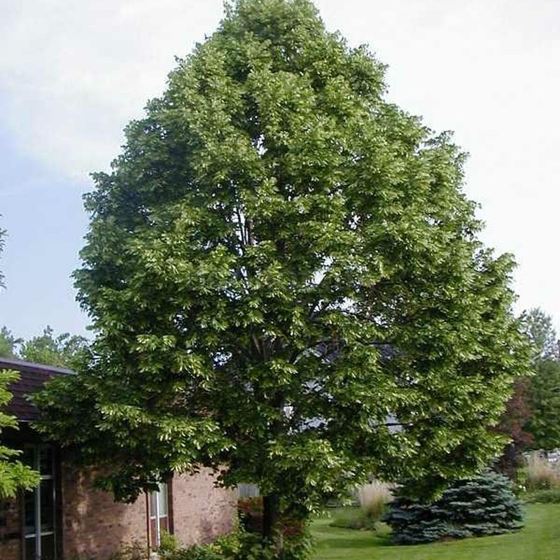 5 Tilia Americana seeds,American Linden tree seeds,Medicinal tree,SW69