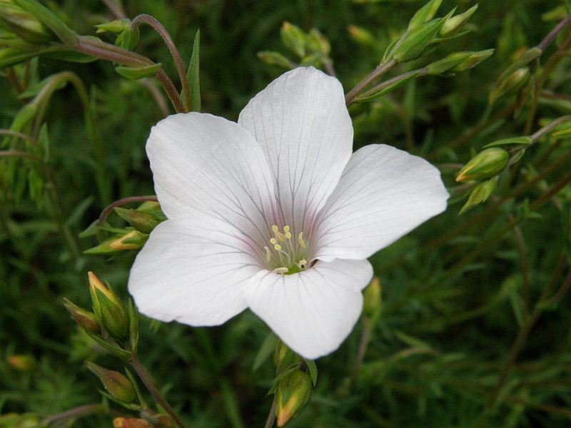 Seeds & Seed Bombs Outdoor & Gardening Medicinal herb,SW110 100 Linum ...