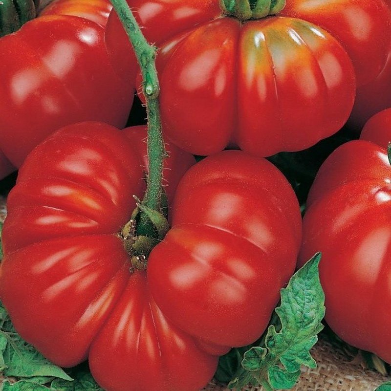 30 Tomato Ribbed seeds,tomato seeds,SW117