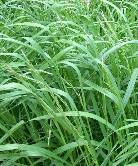 100 Sudan Grass Seedssorghum Sudansorghum Drummondiisw138