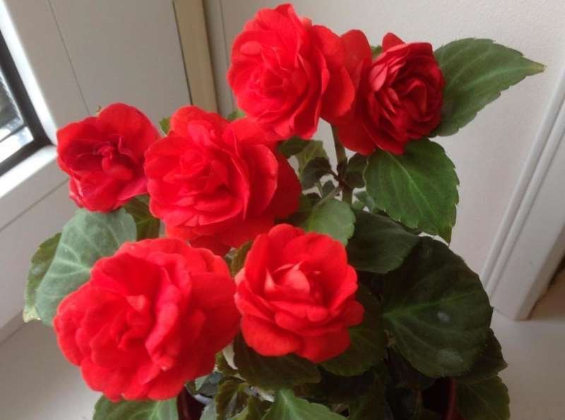 30 Red Balsam seeds,Terry balsam seeds,Impatients Walleriana,SW34