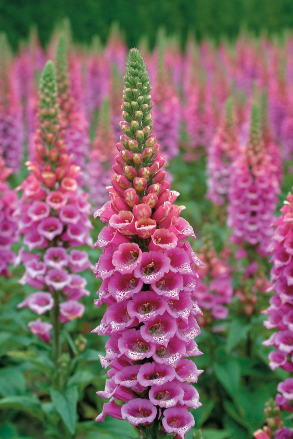 400 Digitalis purpurea ,Foxglove purple,Medicinal Herb,organic seeds, ##57
