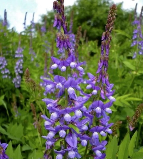 400 Galega officinális,Galega seeds,Medicinal Herb,Culinary Herb,SW65