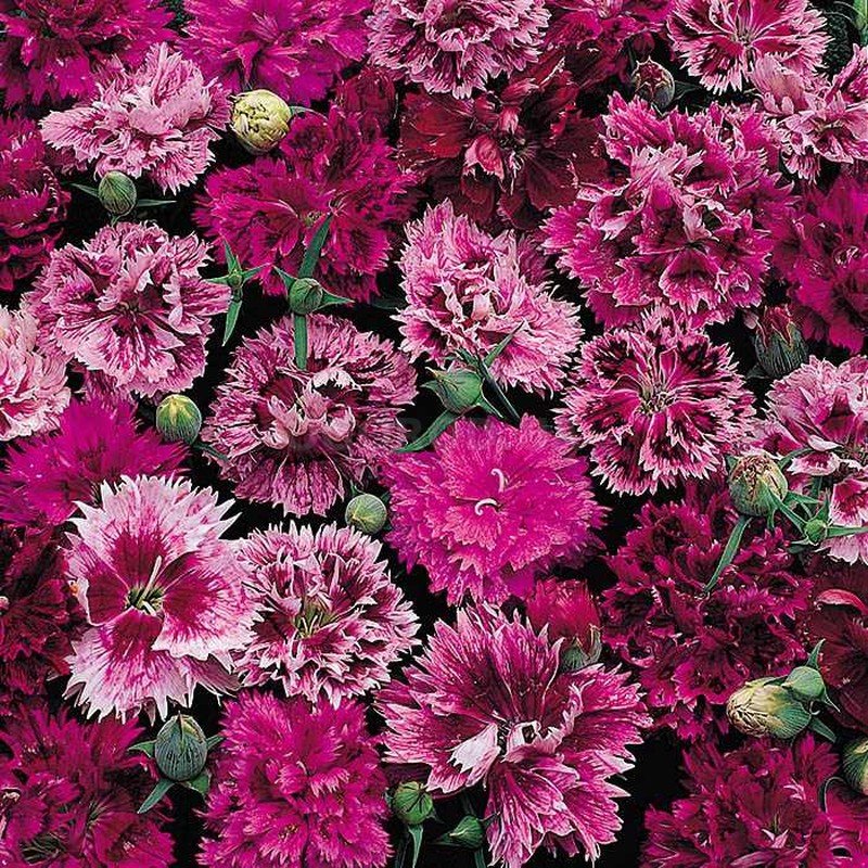 100 Carnation,Terry Mix,Cloves Terry Mix seeds,Dianthus caryophyllus L ...