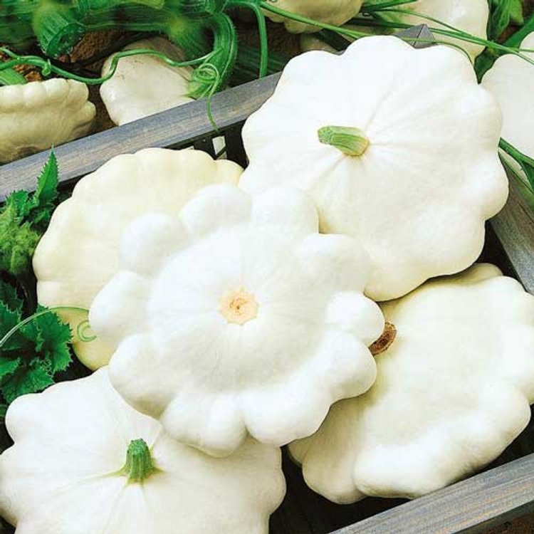 Patisson DISCO,Patisson seeds,organic seeds, 3 g - ##17