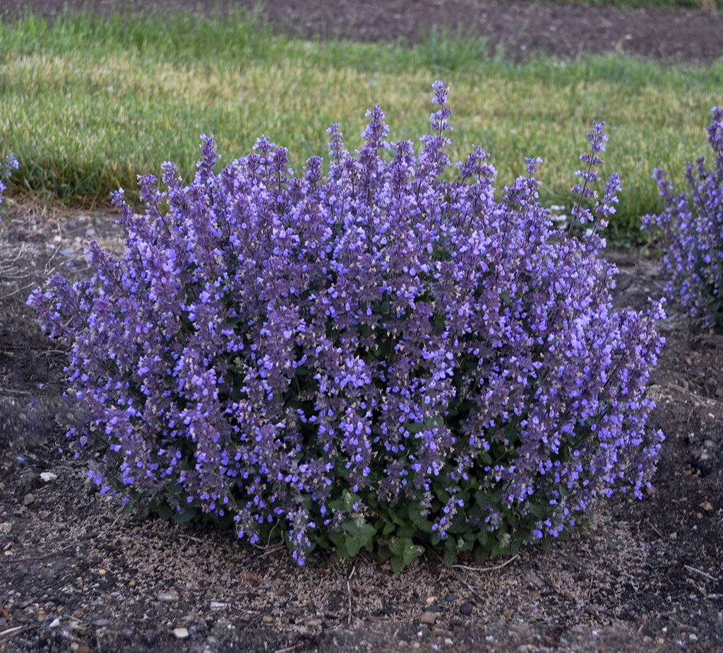 Lemon catnip, catnip seeds,500 seeds,Nepeta faassenii,Medicinal Herb ...