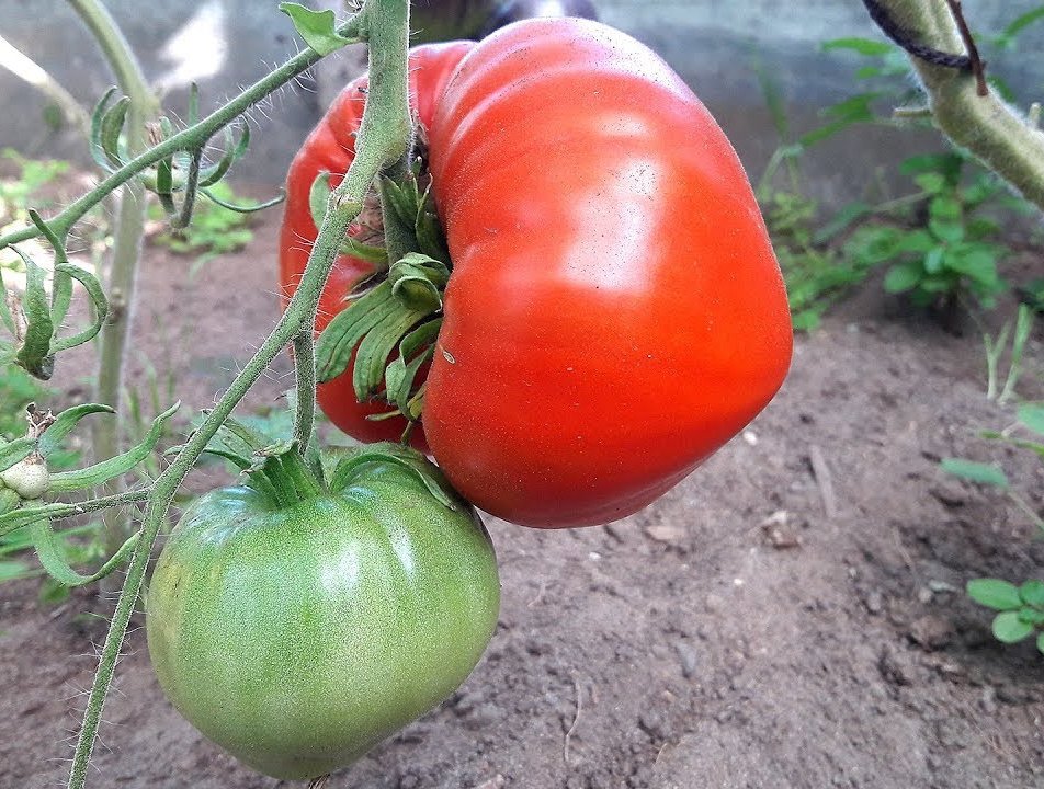 Tomato King Kong, Tomato seeds,organic seeds, 0,15 g - #113