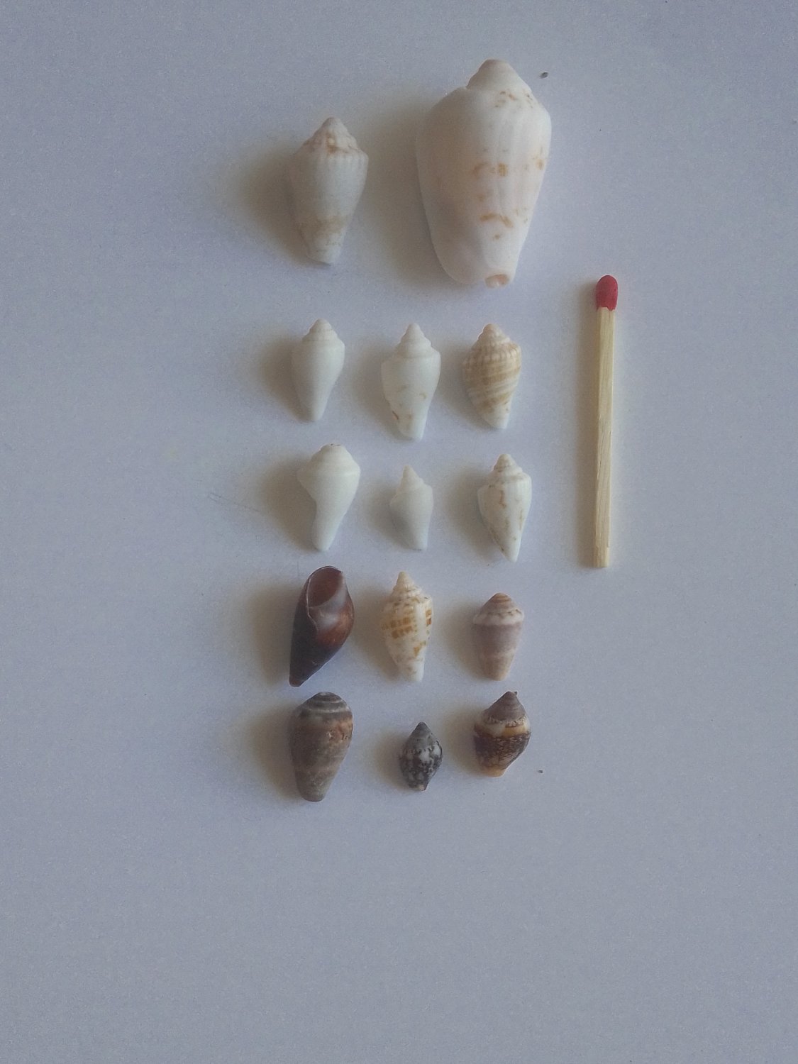 natural sea shell from Rhodes Greece