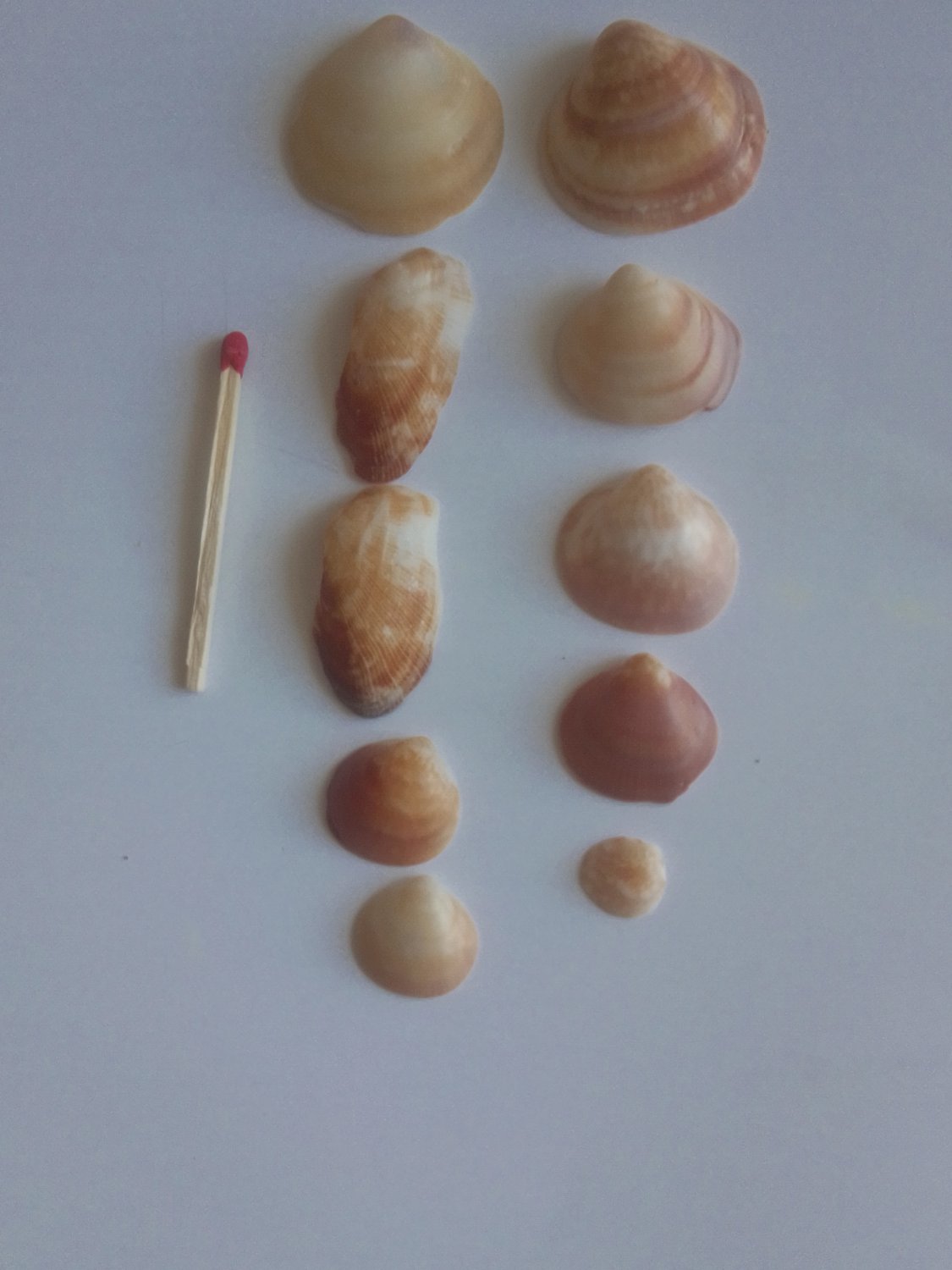 natural sea shell from Rhodes Greece