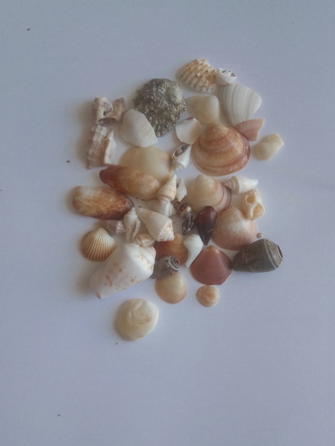 natural sea shell from Rhodes Greece