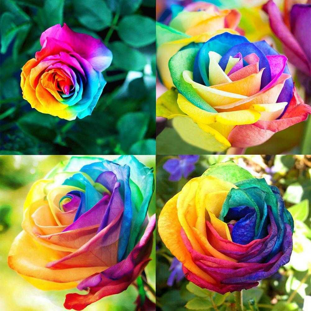 200pcs Colorful Rainbow Rose Flower Seeds Home Garden Plants Multi ...