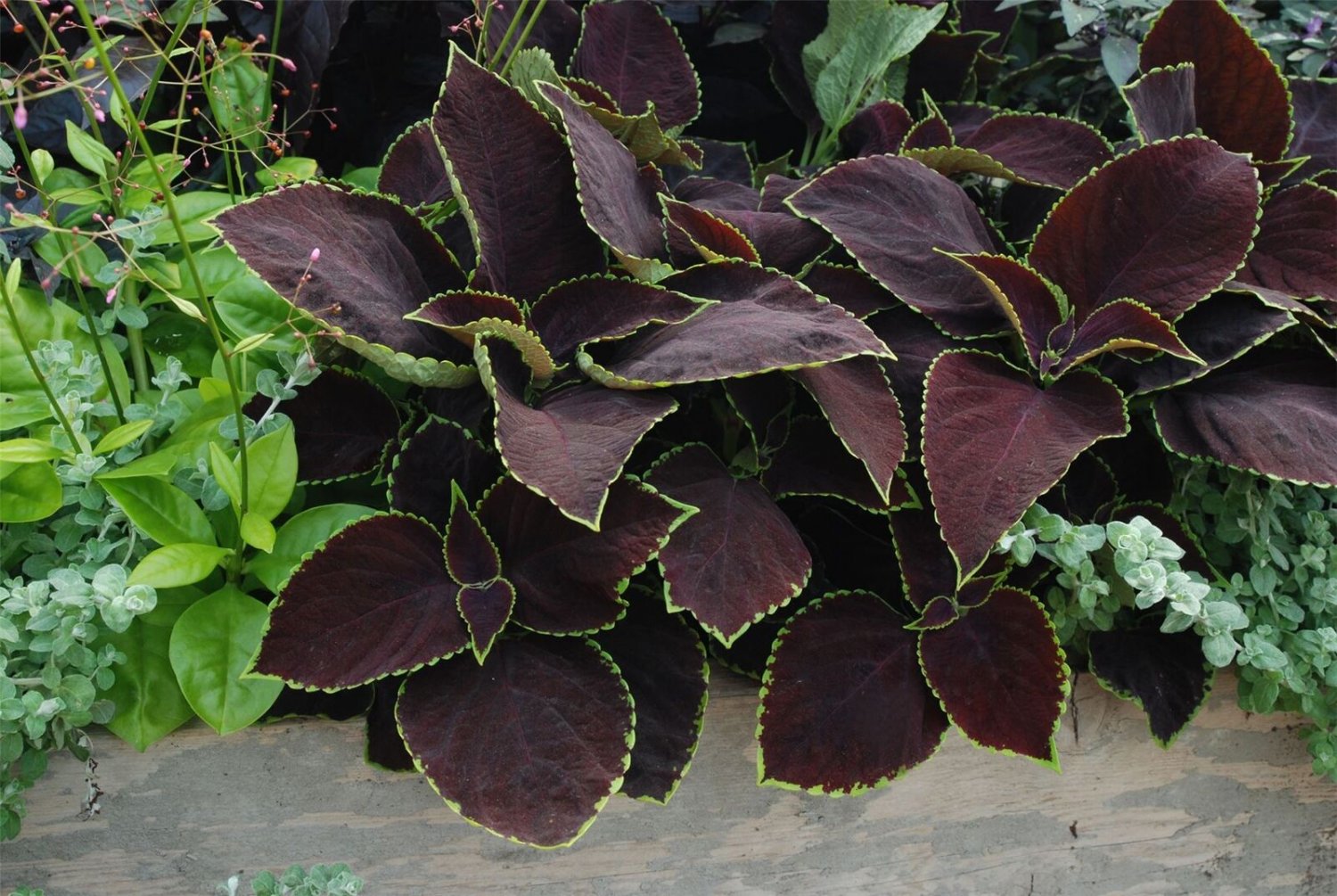 Flower - Coleus - Chocolate Mint - 10 Pelleted Seeds