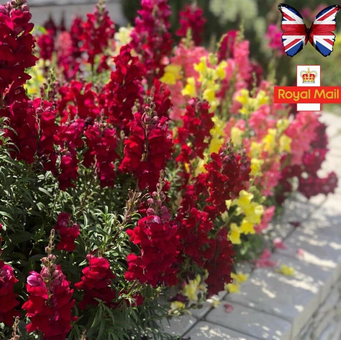 ANTIRRHINUM 200 SEEDS DWARF SNAPDRAGON MIX DRAGON FLOWERS PERENNIAL