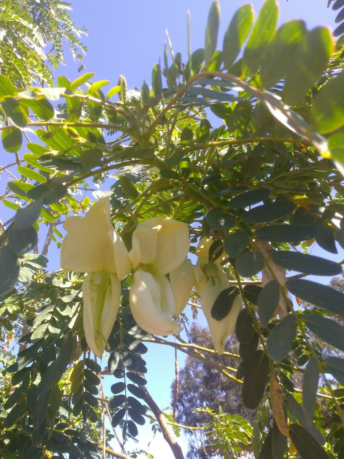 Sesbania grandiflora - 5 seeds White Hummingbird Tree - best tasting ...