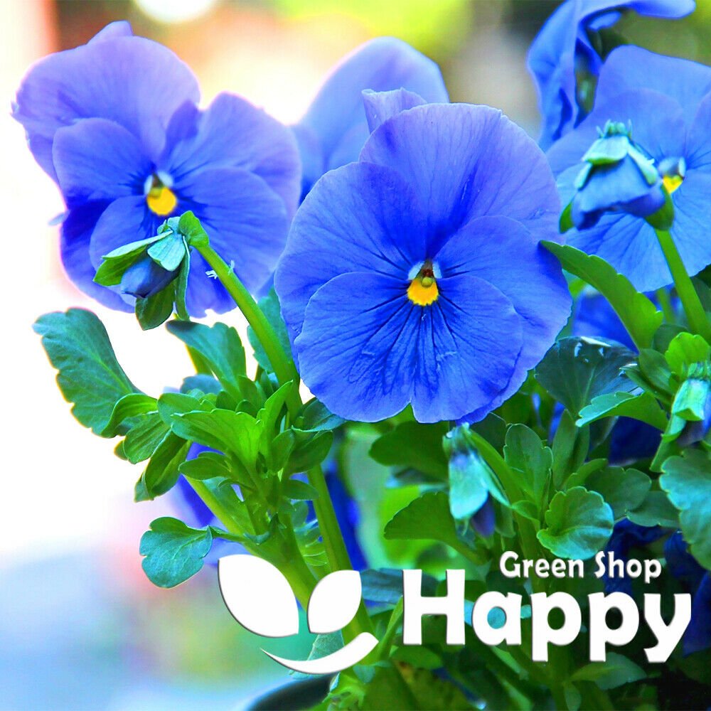 PANSY CLEAR CRYSTAL - BLUE - 300 seeds - Viola wittrockiana - Bedding ...