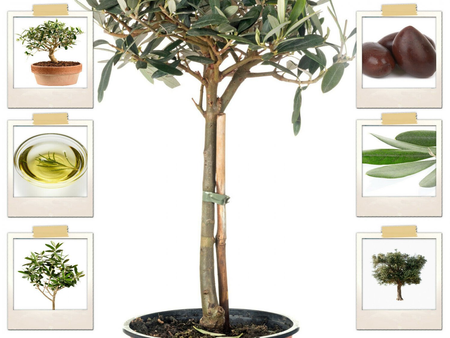 15 Olive Tree Seeds | Purple Olive, Edible Medicinal (Olea Africana ...