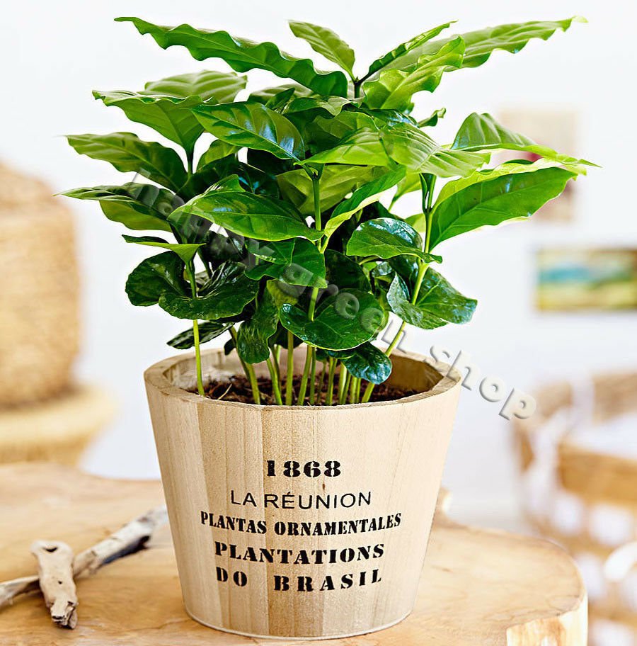 DWARF COFFEE PLANT 10 seeds - Tropical Coffee house plant - Coffea ...