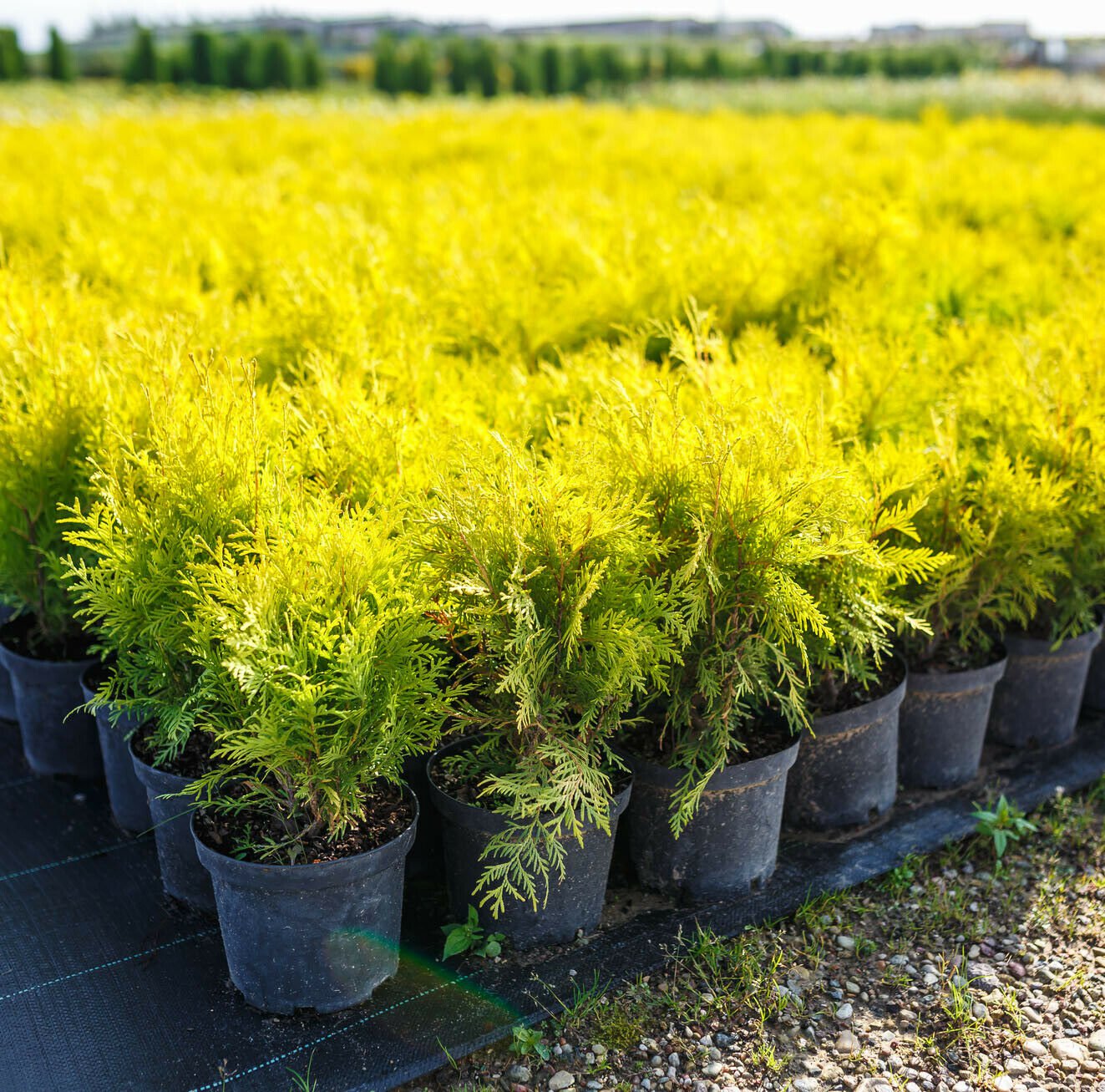 40 Golden Thuja Tree Seeds (Thuja orientalis) Arborvitae Cedar Hedge Row