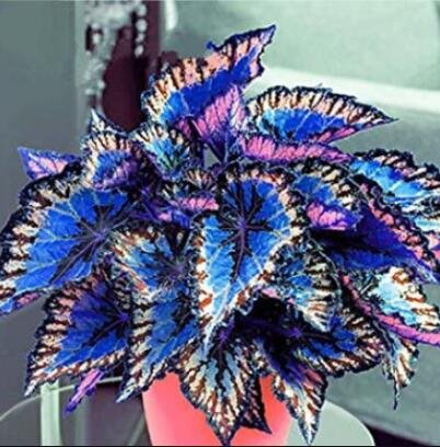 Rare Coleus Bonsai Foliage Plants seeds 100pcs Perfect Colorful Coleus ...