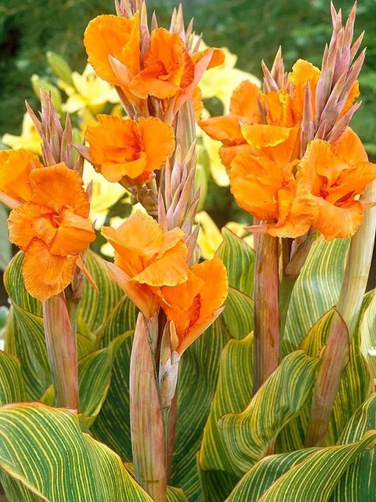 Rare Canna Lily Seeds, Orange Flowers with Green-Yellow Stripes