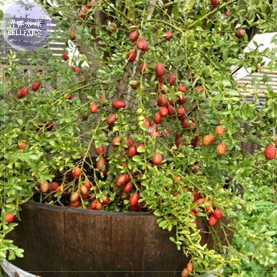 Ice Pink Finger Fruit Lime, 20 Seeds, Professional Pack, rare garden ...