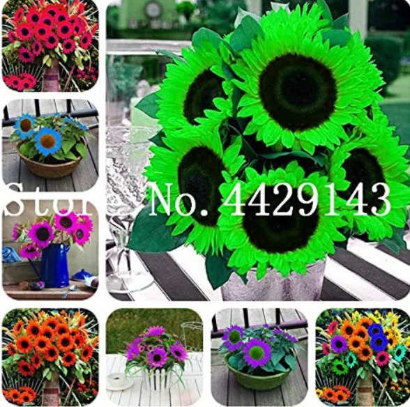 50 Pcs Mini Sunflower Seed Flower, Rare Color Sunflower Flower, Indoor ...