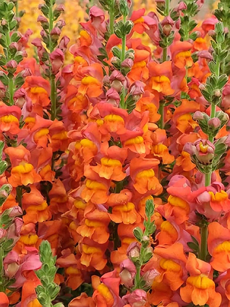 Tall Orange Snapdragon 500 Seeds