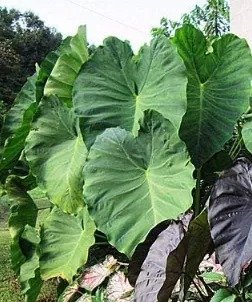 100 seeds Rare Giant Elephant Ear Colorful Exotic Tropical Foliage Plants